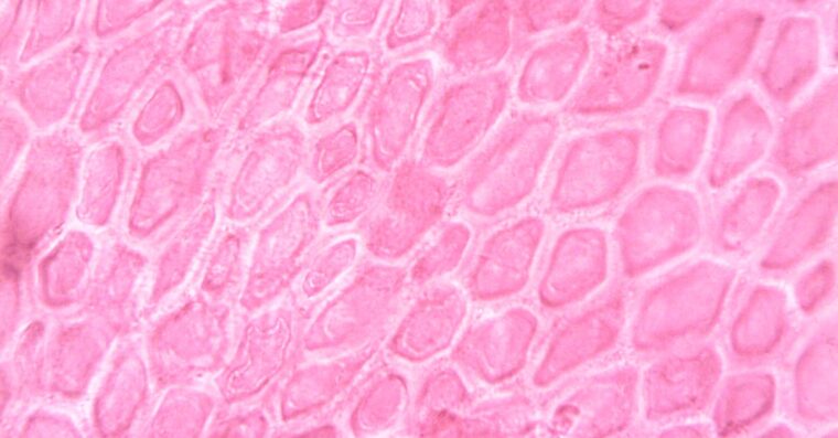 Les muqueuses : clés de notre santé ! 🌟