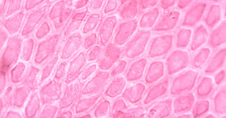 Les muqueuses : clés de notre santé ! 🌟