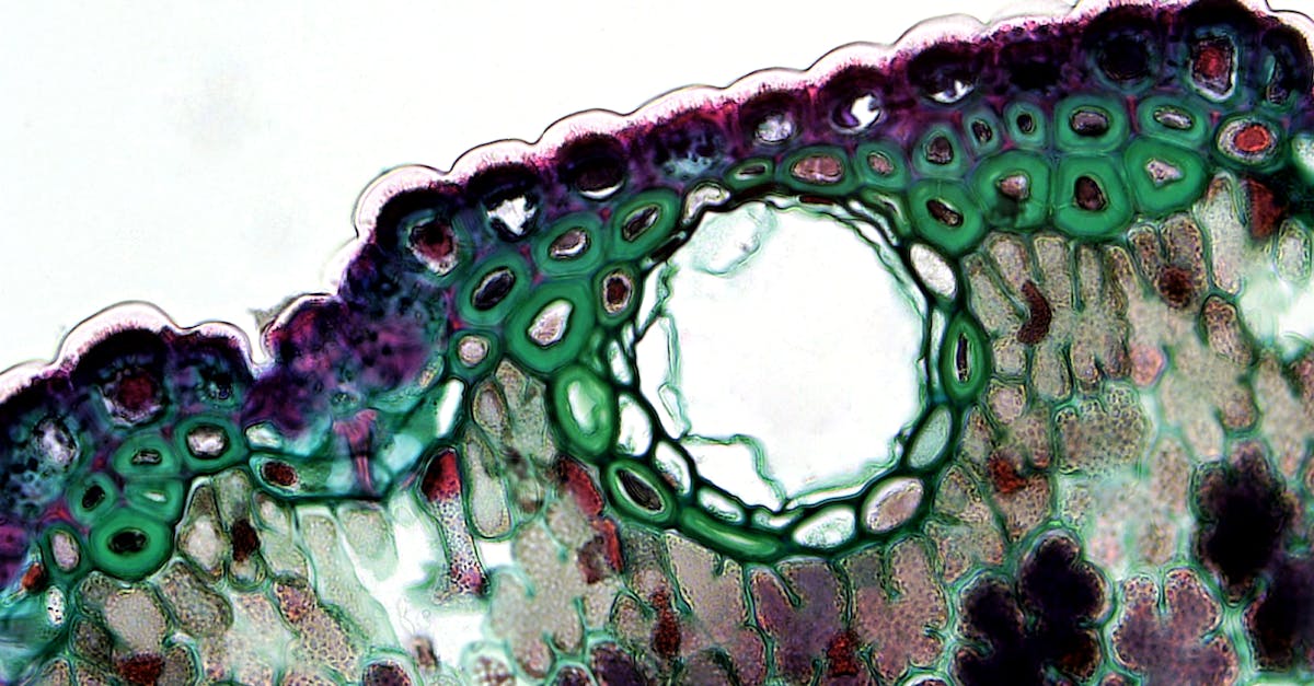 Les muqueuses : clés de notre santé ! 🌟