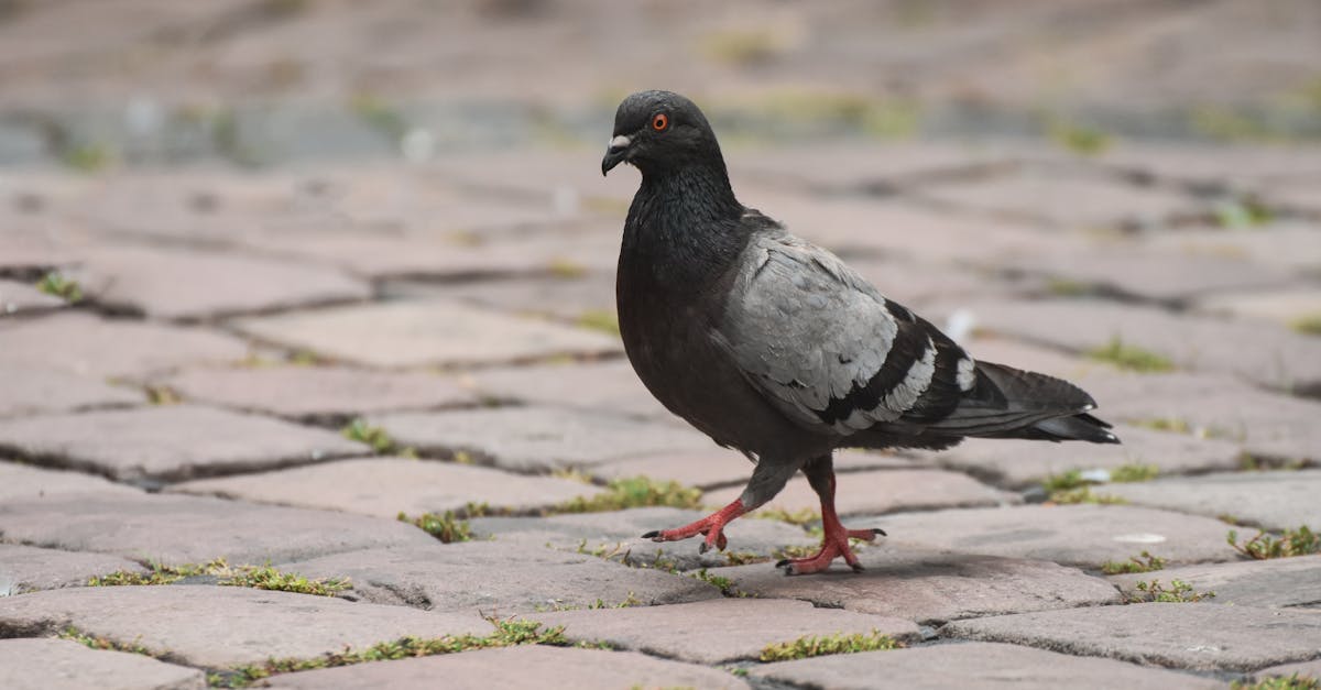 Yeux rouges : comprendre les causes et les remèdes pour un soulagement ...
